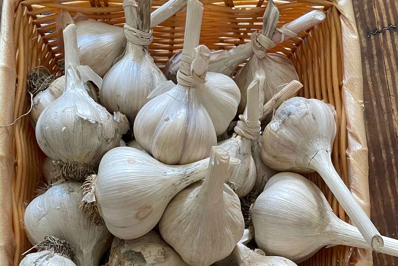 Learn How To Grow Garlic - The Garden Grounds